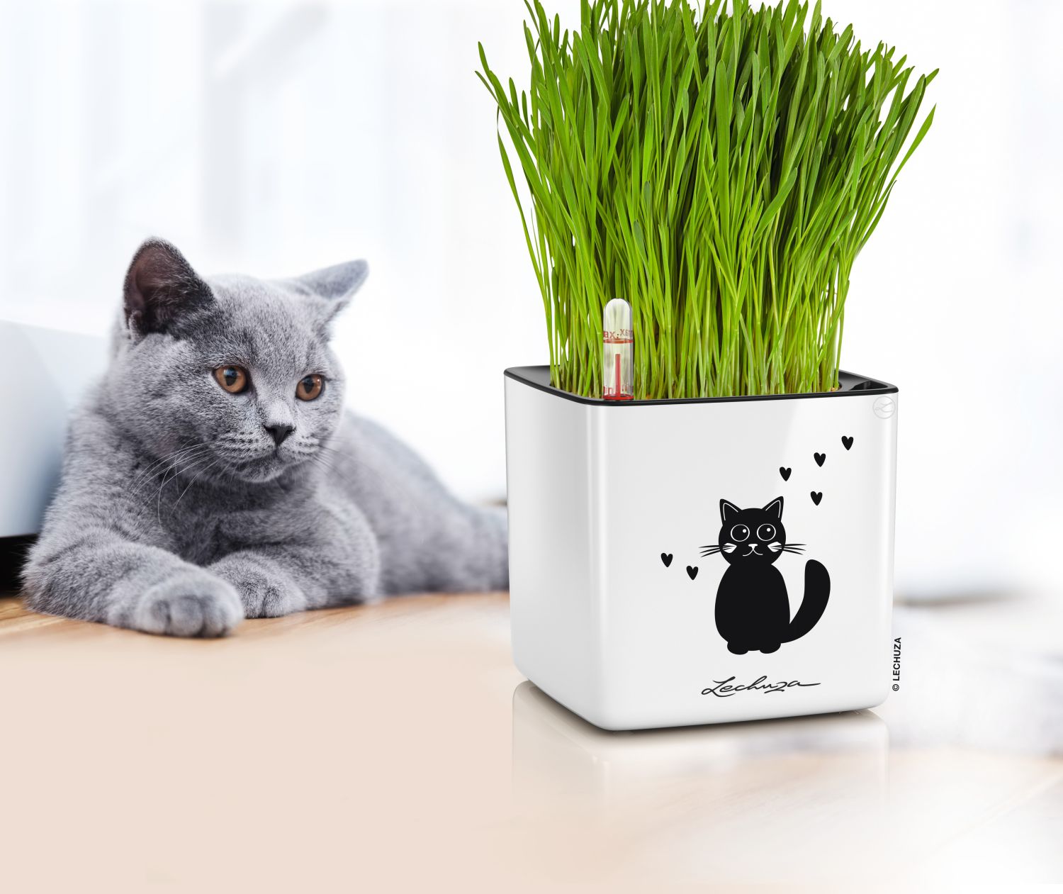 Creating a Pet-Friendly Plant Paradise with LECHUZA - Garden Centre Buyer